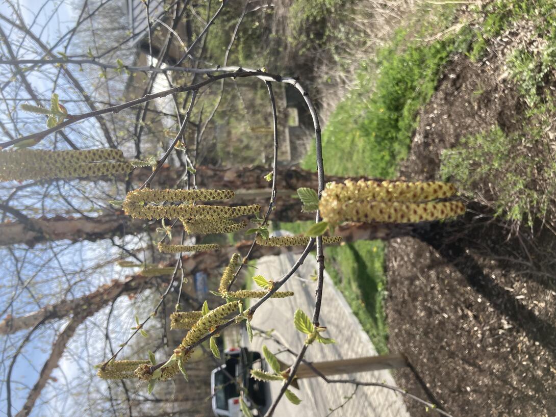 River Birch | CMP Tree Selection Tool